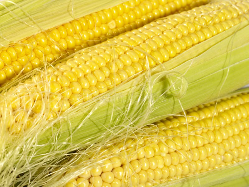 Fresh Taste Corn As Food Background Stock Image - Image of indian ...
