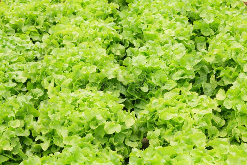 Fresh Lettuce Plantation, Top View Stock Image - Image of field, farm ...