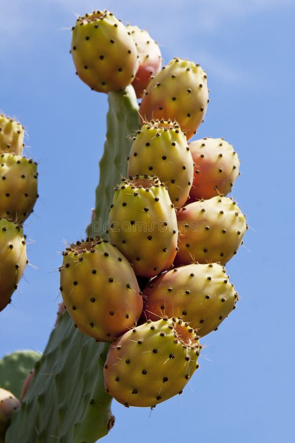 Prickly pear cactus stock image. Image of travel, arizona - 369175