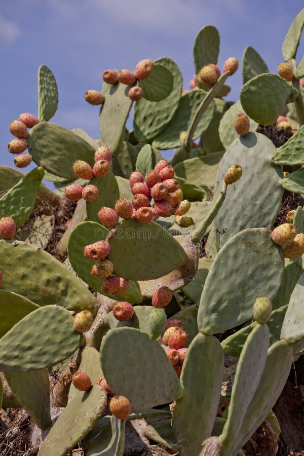 Fresh Tasty Prickly Pear on Tree Outside in Summer Stock Image - Image ...