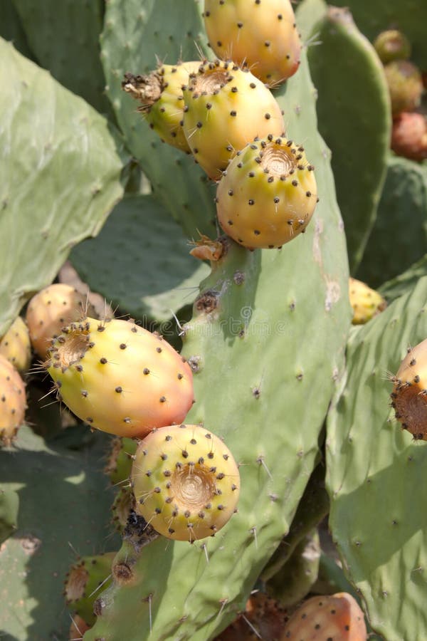 Fresh Tasty Prickly Pear on Tree Outside in Summer Stock Image - Image ...