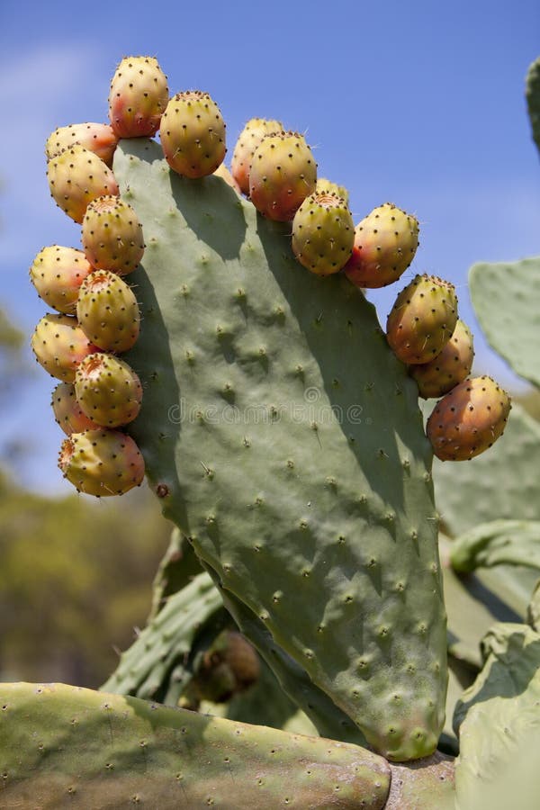 Fresh Tasty Prickly Pear on Tree Outside in Summer Stock Image - Image ...