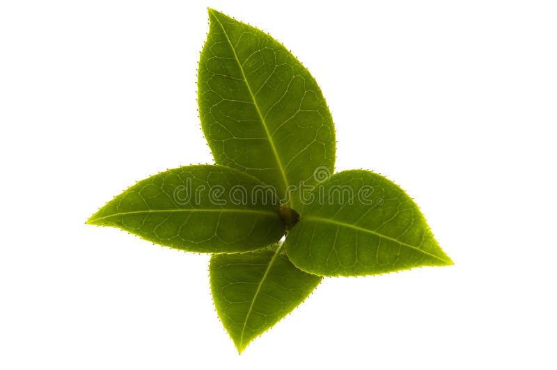 Fresh Tea Branch Isolated on the White Background Stock Image - Image ...