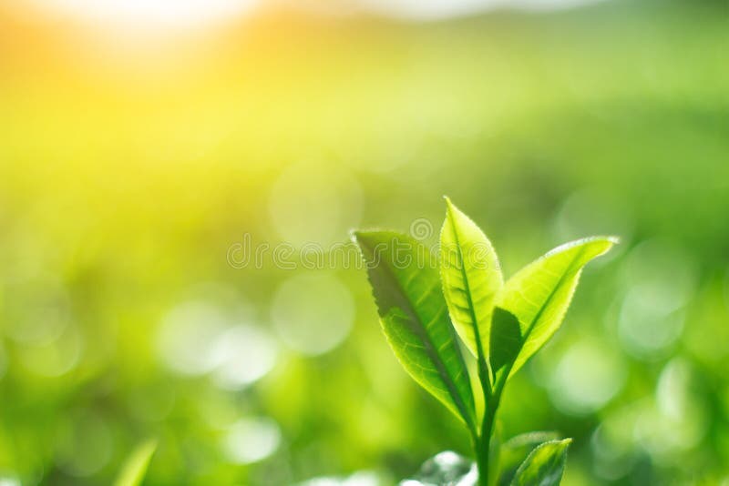 Fresh tea bud and leaves stock image. Image of close - 176757205
