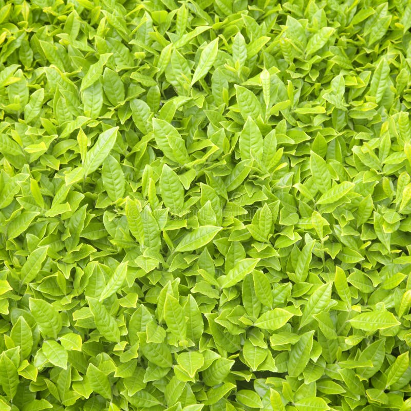 Fresh Tea Leaf Textures Background Stock Photo - Image of close ...