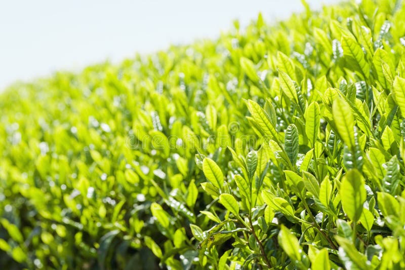 Fresh tea leaves stock image. Image of landscape, freshness - 27925503