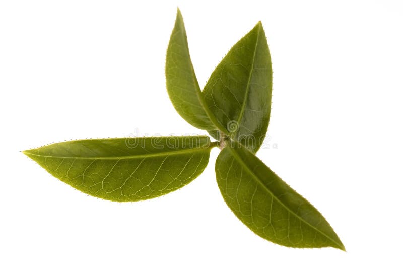 Fresh tea leaves stock photo. Image of closecup, teatime - 6537690