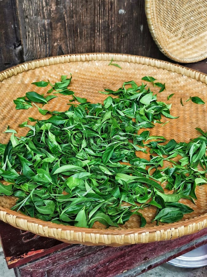 Fresh Tea Leaves in a Bamboo Basket Stock Image - Image of leaves ...
