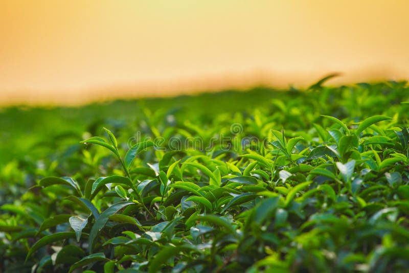 Fresh tea leaves stock image. Image of landscape, asia - 47580541