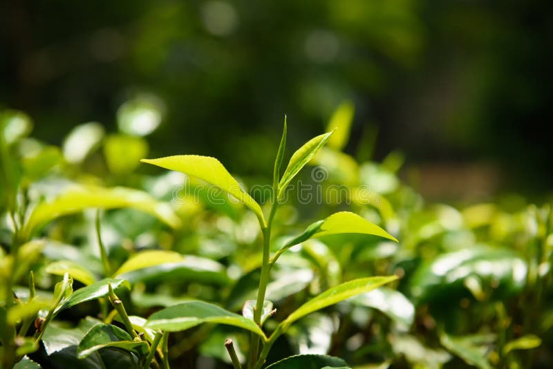 Tea Leaves on Bush at Tea Plantation Stock Photo - Image of field ...