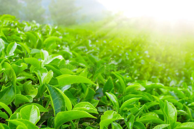 Fresh tea leaves closeup stock photo. Image of garden - 31505956