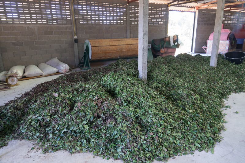 Tea process stock image. Image of organic, processing - 163716929
