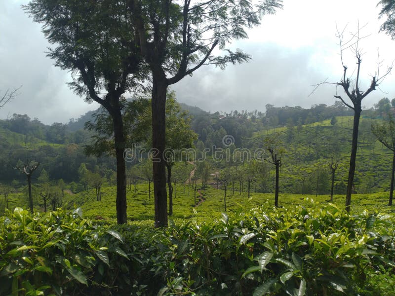 Fresh Tea leaves in estate stock photo. Image of trip - 190933296