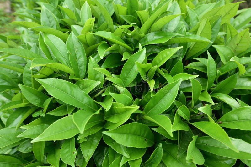 FreshÂ teaÂ leaves stock photo. Image of spring, summer - 70220670