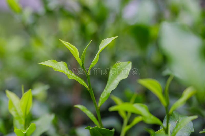 Fresh Tea Leaves on the Tea Tree in Field Stock Photo - Image of leaves ...