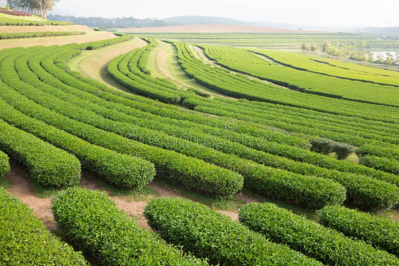 Fresh tea plant in farm stock image. Image of land, health - 127607607