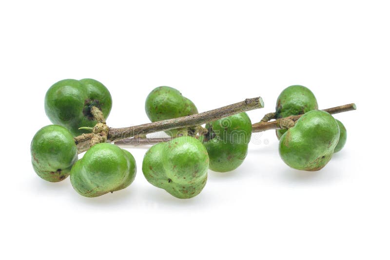 Fresh Tea Seeds Isolated on White Background Stock Photo - Image of ...