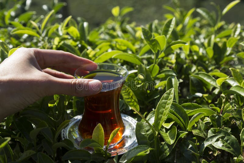 Step by Step Tea Making Stage Stock Photo - Image of india, farm: 158405172