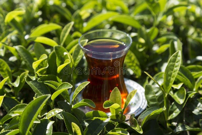 Step by Step Tea Making Stage Stock Photo - Image of landscape, glass ...