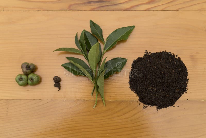 Step by Step Tea Making Stage Stock Photo - Image of health ...