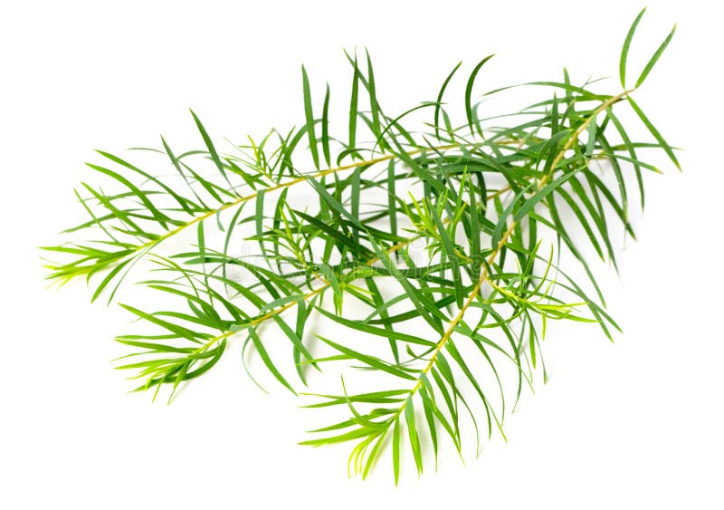 Fresh Tea Tree Leaves Isolated on White Stock Image - Image of white ...