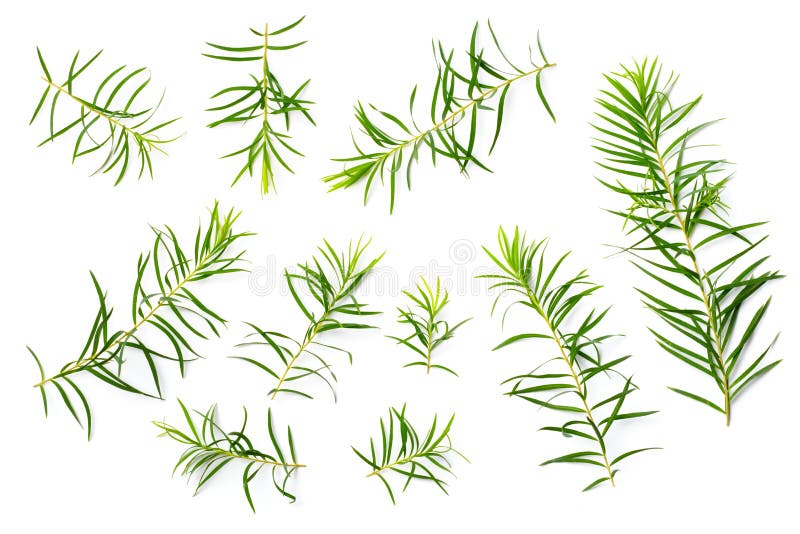 Tea tree white background pictures - chickslasopa