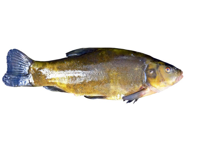 Fresh seafood stock photo. Image of eating, dish, cooking - 6701814