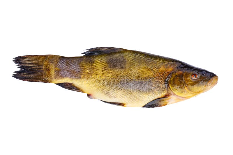 Fresh tench fish stock photo. Image of green, food, fishing - 152520734