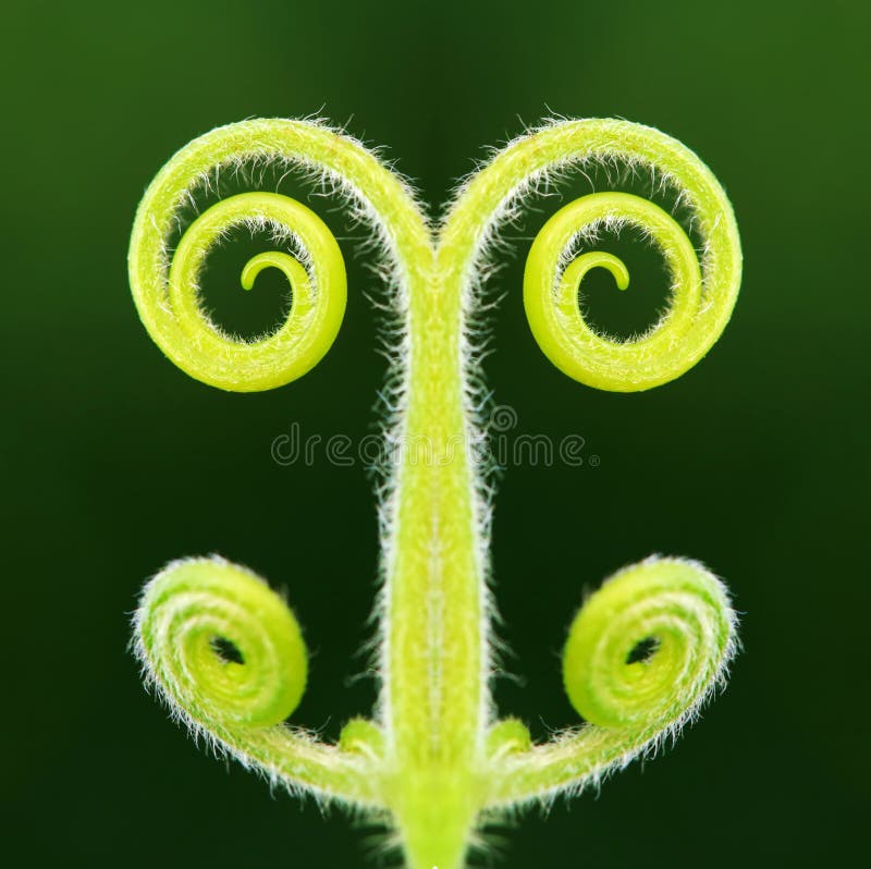 Fresh and Tender Melon Vine Stock Image - Image of fresh, wild: 394947107