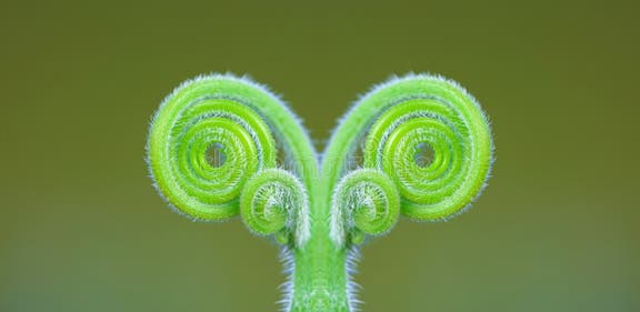 Fresh and Tender Melon Vine Stock Image - Image of melon, interesting ...