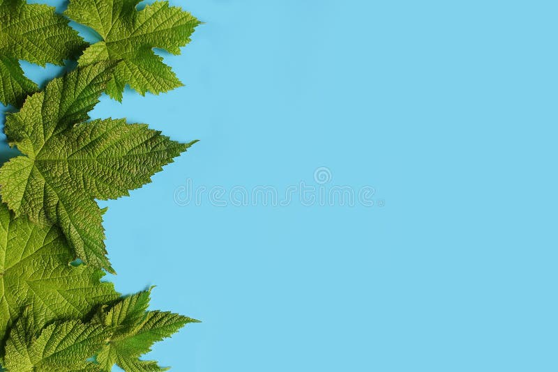 Fresh Textured Raspberry Leaves on a Blue Background. Herbal Frame ...