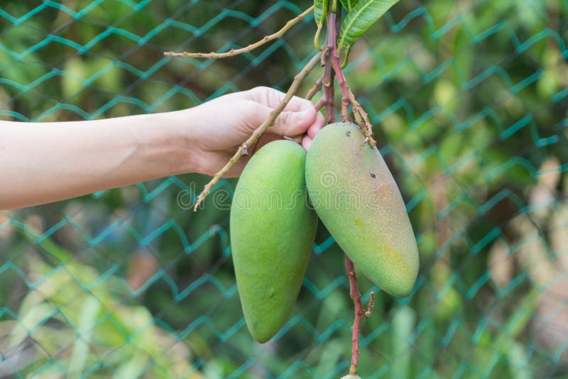 Fresh Thai Mangoes in Garden with Blue Sky Background Stock Photo ...