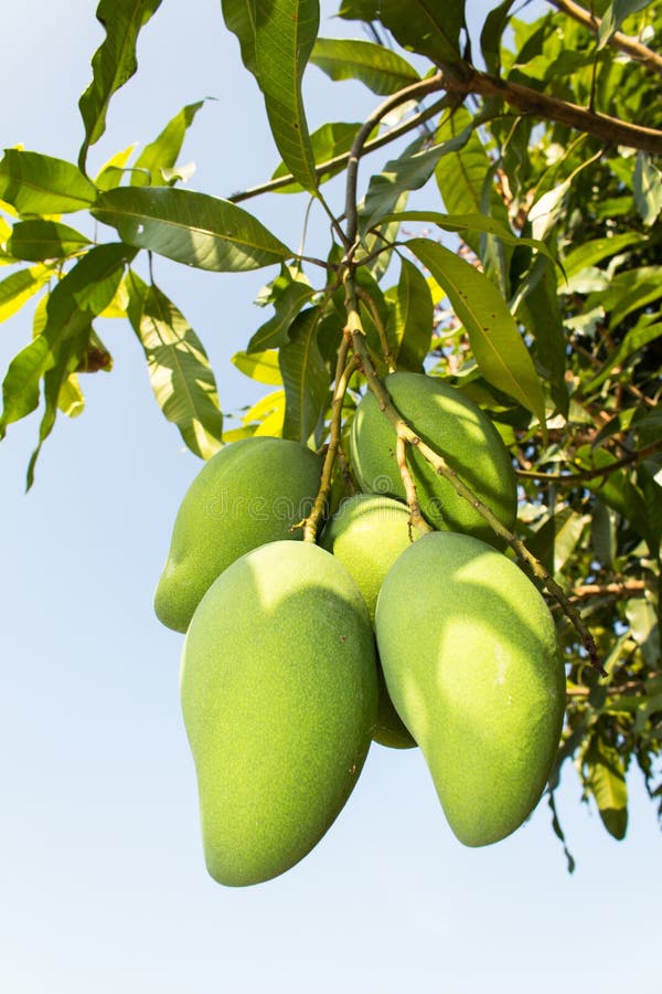 Fresh Thai Mangoes Garden Blue Sky Background Stock Photos - Free ...