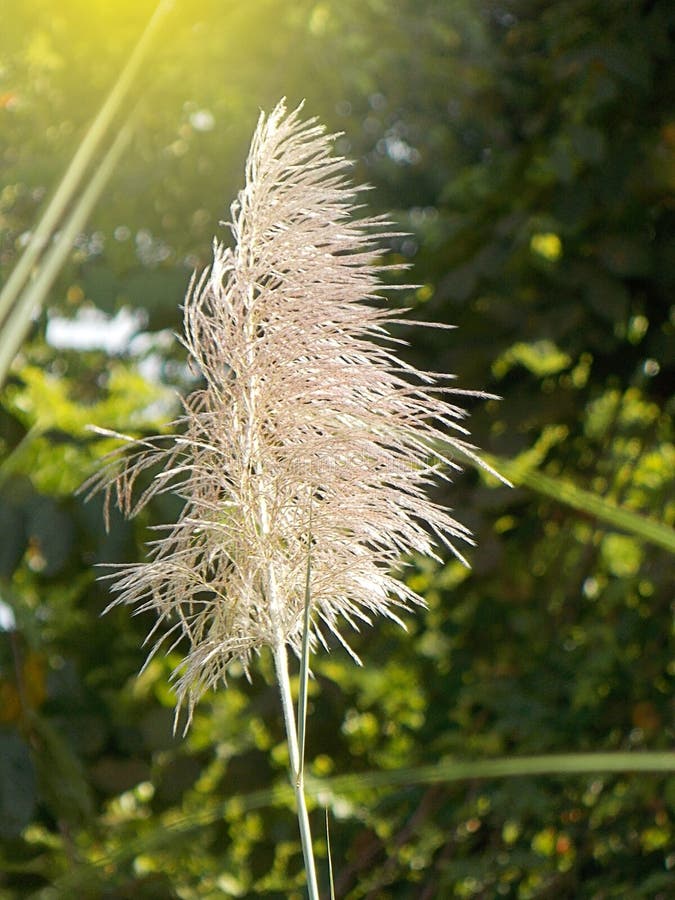 Fresh thatch grass stock image. Image of pagi, yang - 271972551