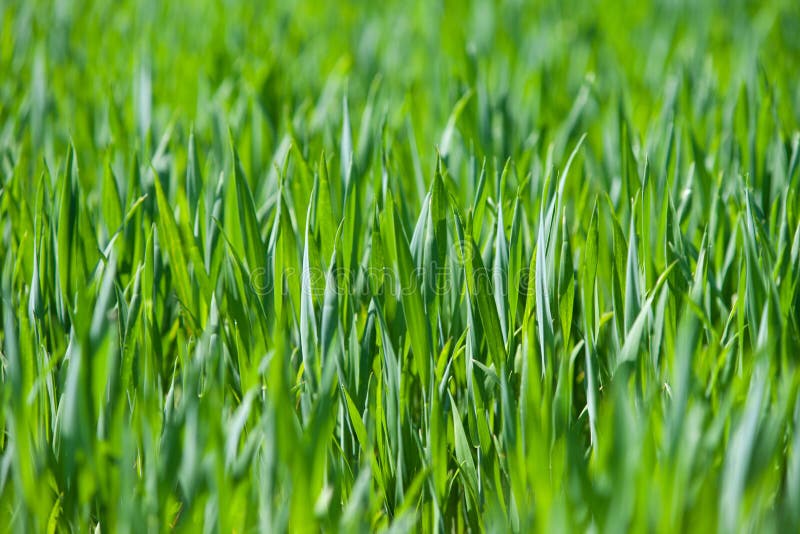 Fresh Thick Grass, Horizontal Stock Photo - Image of detail, freshness ...