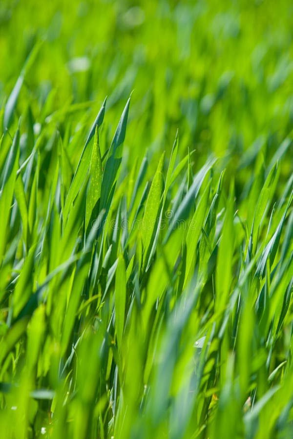 Green grass stock photo. Image of grass, close, pasture - 4889232