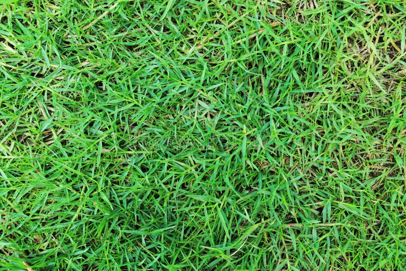 Thick Green Juicy Grass Grows Spring on Lawn Stock Image - Image of ...