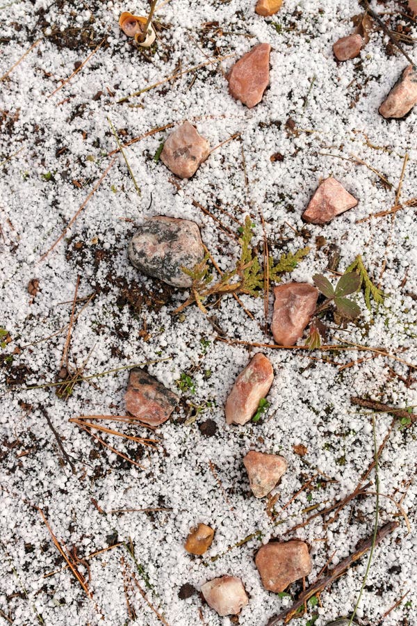 A Fresh Thin Layer of Graupel Snow Pellets Cover the Ground with Pretty ...
