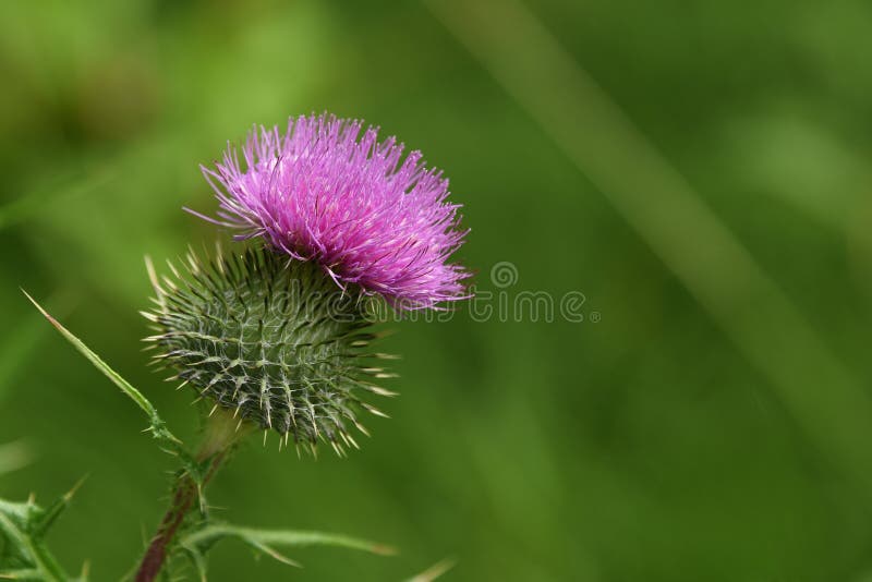 Fresh thistle stock photo. Image of bright, beautiful - 85564294