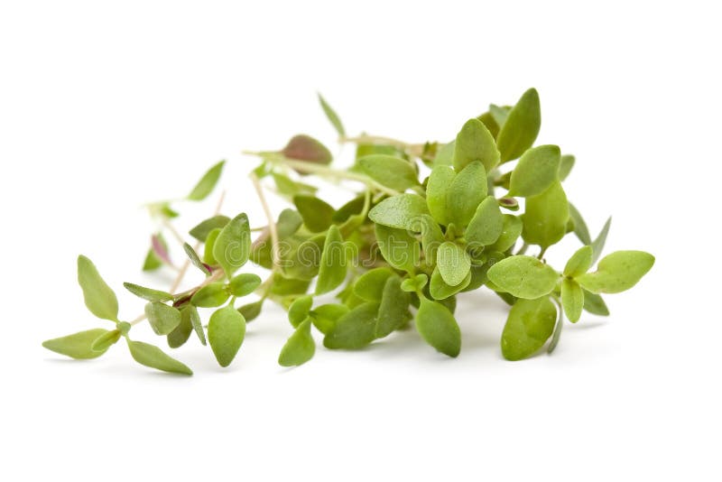 Thyme stock image. Image of leaves, fresh, ingredient - 4793785