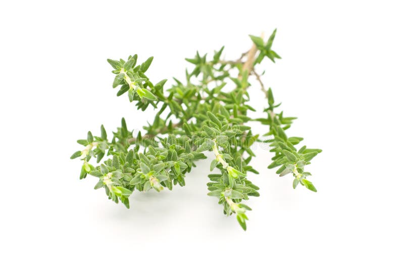 Fresh thyme stock image. Image of isolated, aromatical - 8416623
