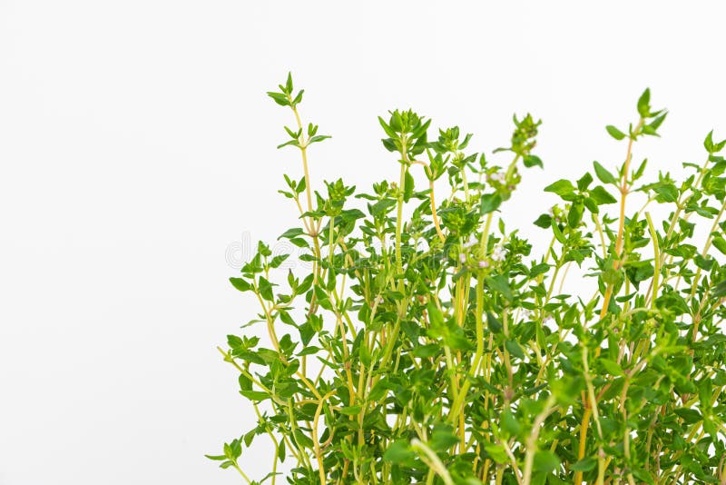 Fresh Thyme Isolated on White Background Closeup Stock Photo - Image of ...