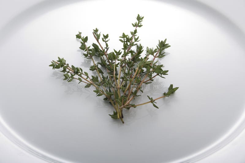 Fresh Thyme on Plate stock image. Image of food, ingredient - 13144901