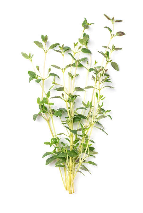 Fresh Thyme Sprigs, Green Twigs of Thymus Vulgaris, in a Wooden Bowl ...
