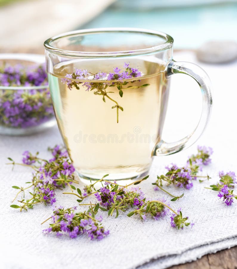 Fresh thyme tea stock photo. Image of medicinal, herbal - 38838524
