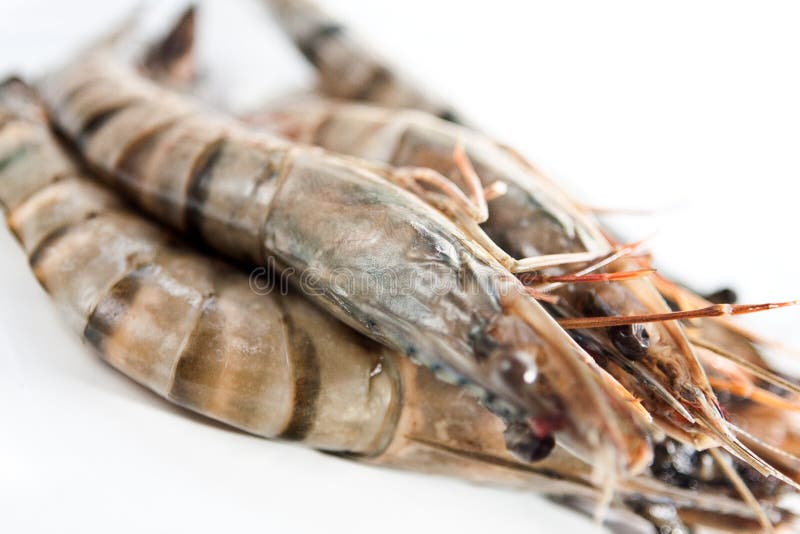 Fresh Tiger Prawn with Shell on Stock Photo - Image of arrange, seafood ...