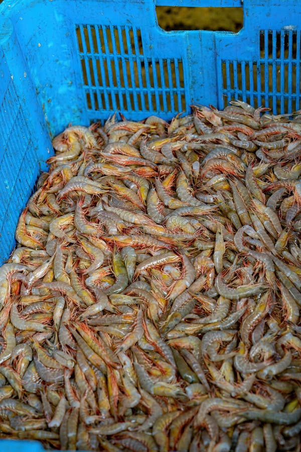 Fresh Tiger Prawn or Shrimps in the Basket Stock Image - Image of close ...
