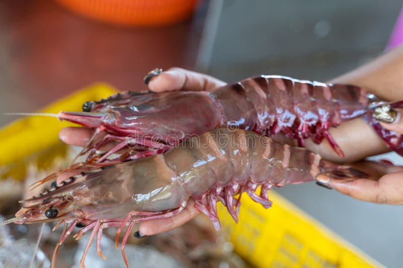 Fresh Tiger Prawns Form Fish Raft Stock Photo - Image of shrimp ...