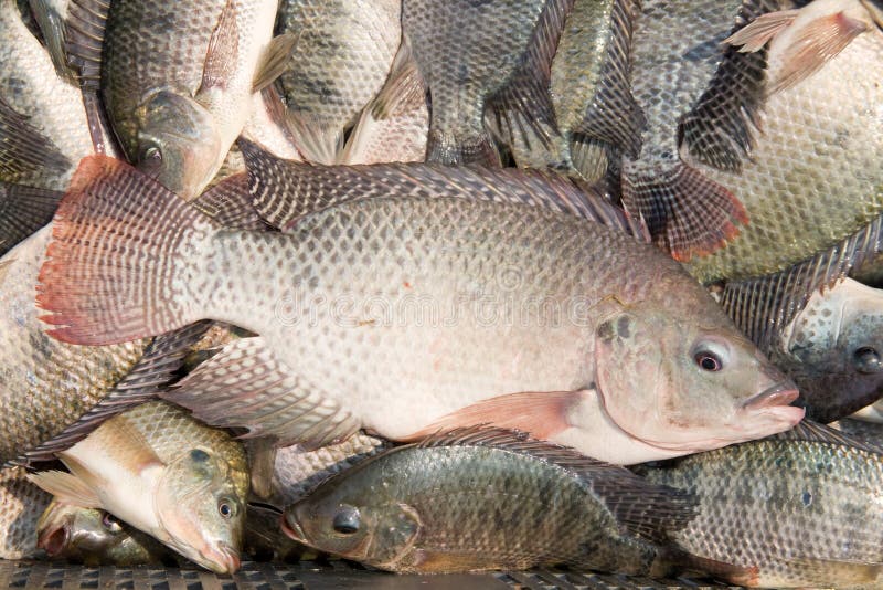 Fresh Tilapia fish stock image. Image of fresh, freshwater - 6434381