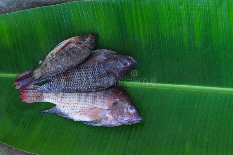 Fresh tilapia fish stock photo. Image of frozen, abed - 229021936